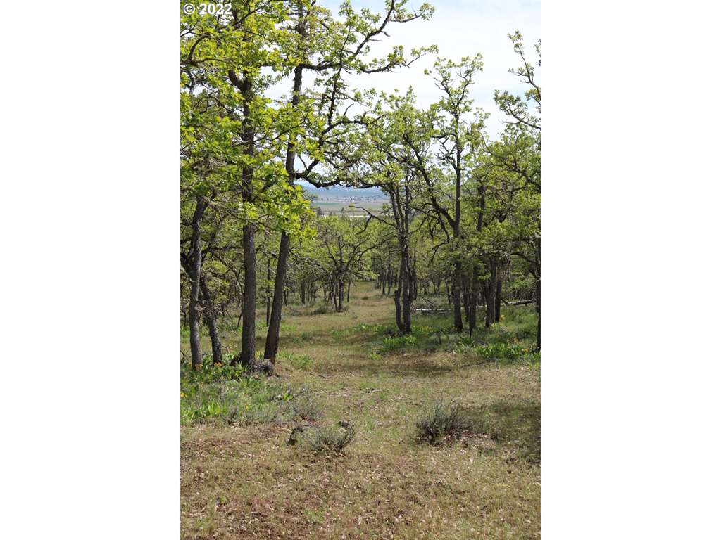 RMLSweb - Shared Report